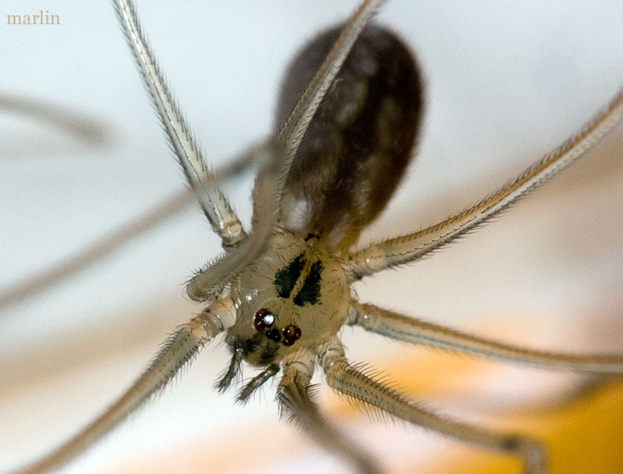 Pholcidae - Alchetron, The Free Social Encyclopedia