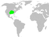 Brown Recluse Spider - Loxosceles reclusa - North American Insects ...