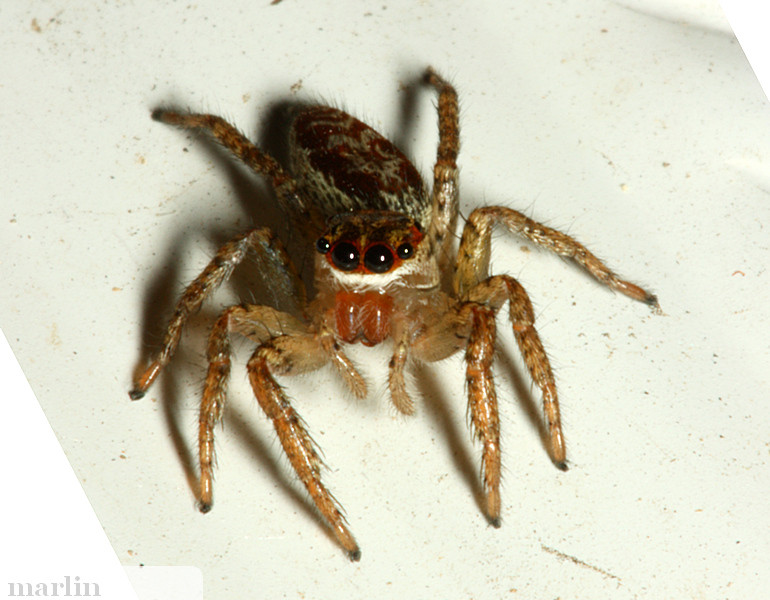 Dimorphic Jumping Spider - Maevia inclemens - North American Insects ...