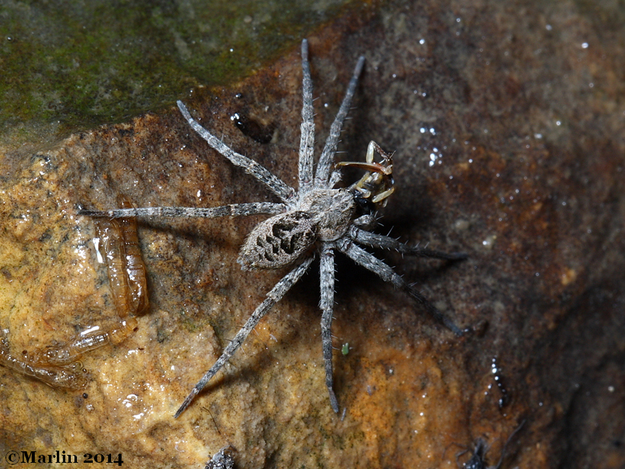 Fishing Spider - Dolomedes sp. - North American Insects & Spiders