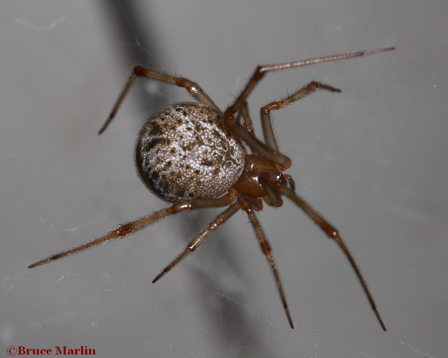 Common House Spider - Parasteatoda tepidariorum - North American ...