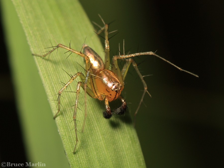[soIL] I found this spider and I've never seen one like it before ...