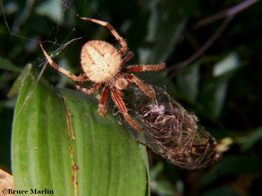 Orb Weaver Spider - Neoscona crucifera - North American Insects & Spiders