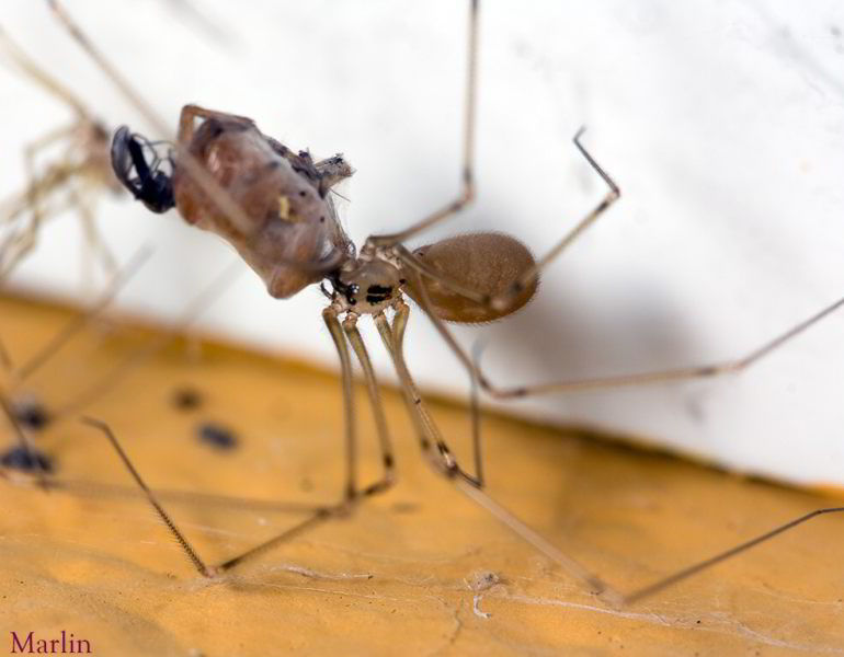 Cellar Spider - Pholcus manueli - North American Insects & Spiders