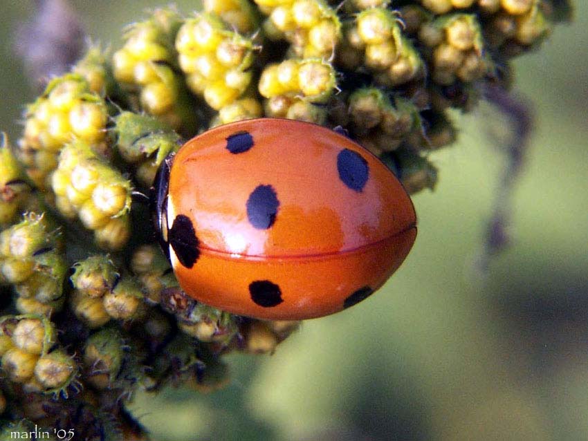 Seven-spotted Ladybug - Coccinella septempunctata - North American ...