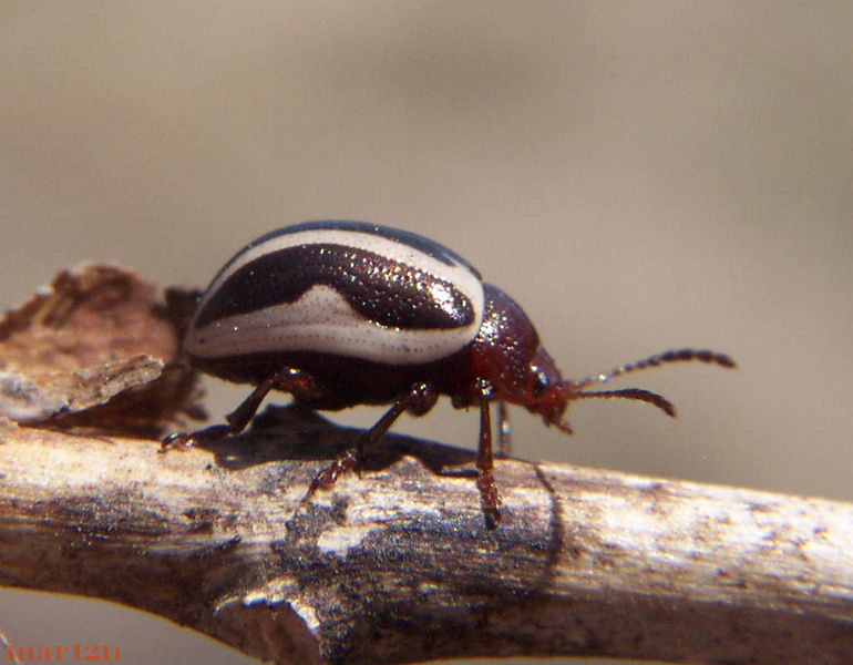 Leaf Beetle - Calligrapha sp. - North American Insects & Spiders
