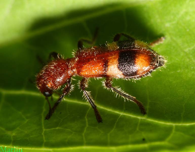Checkered Beetle, Clerid Beetle - North American Insects & Spiders