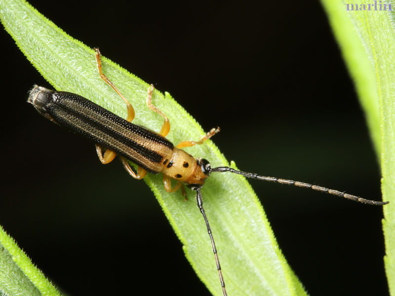 Dogwood Twig Borer Beetle - Oberea tripunctata - North American Insects ...