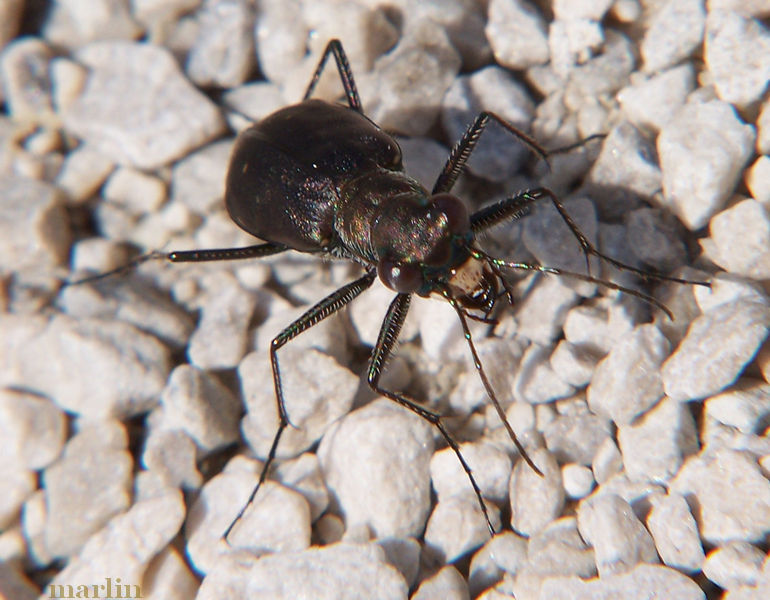 Tiger Beetle - Cicindela punctulata - North American Insects & Spiders
