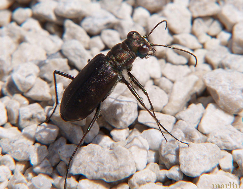 Tiger Beetle - Cicindela punctulata - North American Insects & Spiders