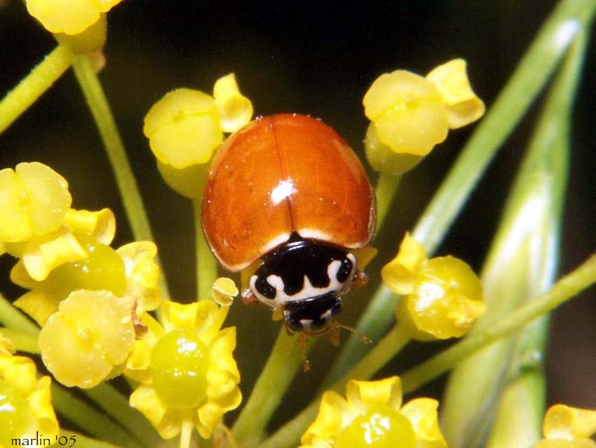 Spotless Ladybug - Cycloneda munda - North American Insects & Spiders