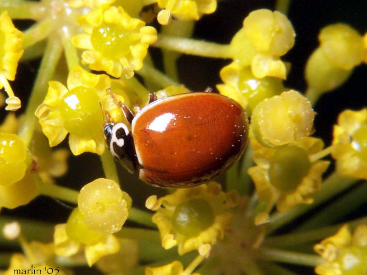 Spotless Ladybug - Cycloneda munda - North American Insects & Spiders