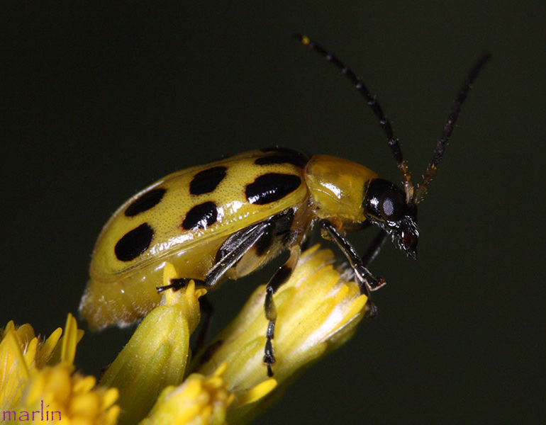 Spotted Cucumber / Southern Corn Rootworm Beetle - North American ...