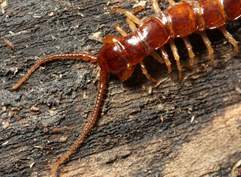 Stone Centipede - Order Lithobiomorpha - North American Insects & Spiders