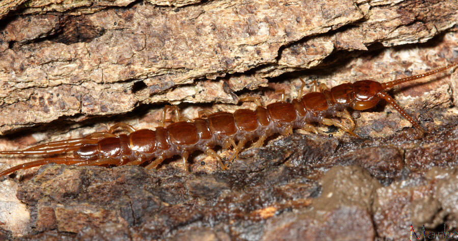 Stone Centipede - Order Lithobiomorpha - North American Insects & Spiders