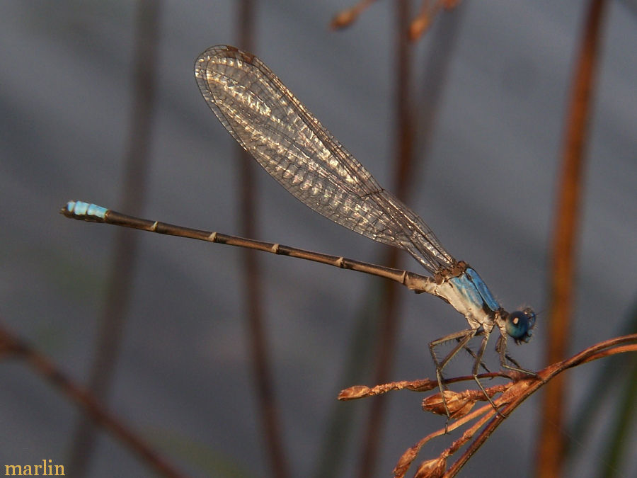 Blue-fronted Dancer Damselfly - Argia apicalis - North American Insects ...