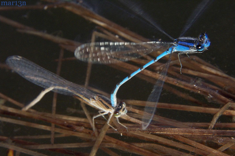 Familiar Bluet Damselfly - Enallagma civile - North American Insects ...