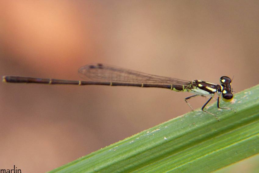 Fragile Forktail Damselfly - Ischnura posita - North American Insects ...