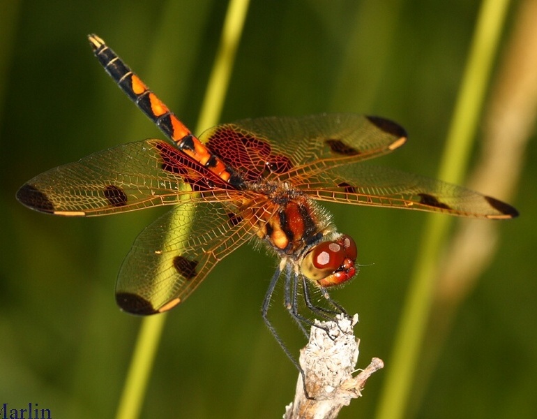 Dragonflies of North America - North American Insects & Spiders