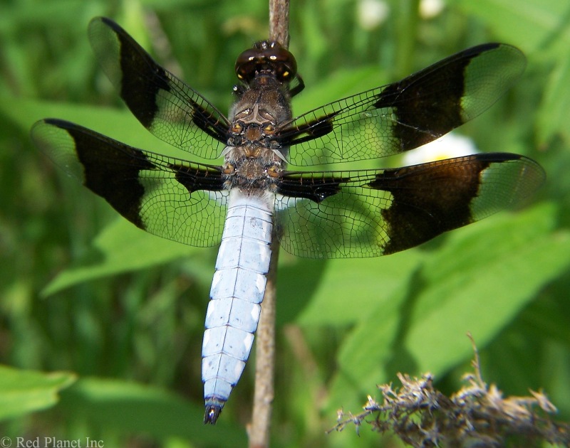 White Dragonfly Indiana