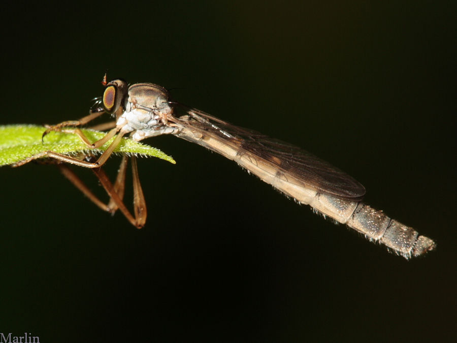 Robber Fly - Leptogaster sp. - North American Insects & Spiders