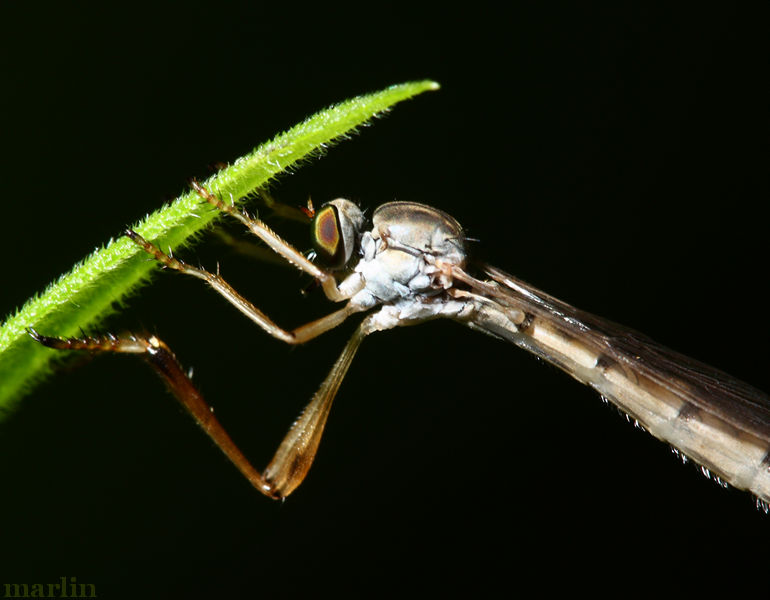 Robber Fly - Leptogaster sp. - North American Insects & Spiders