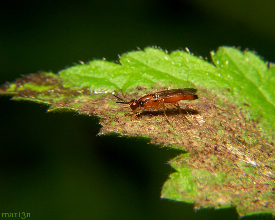 Rust Fly - Loxocera cylindrica - North American Insects & Spiders
