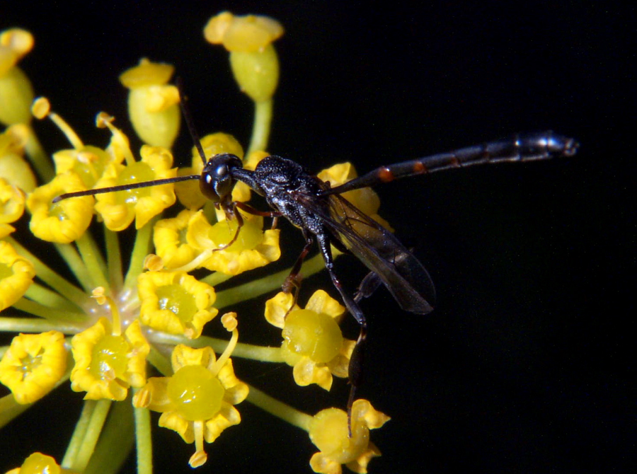 Gasteruptid Wasp - Gasteruption sp. - North American Insects & Spiders