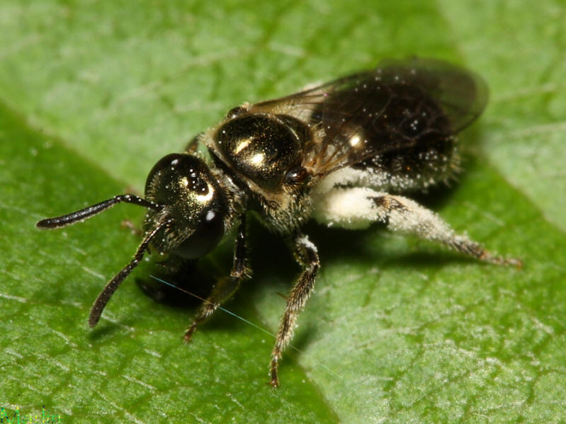 Halictid Bee - Lasioglossum sp. - North American Insects & Spiders