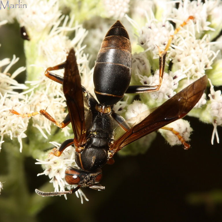 Paper Wasp - Polistes Fuscatus - North American Insects & Spiders