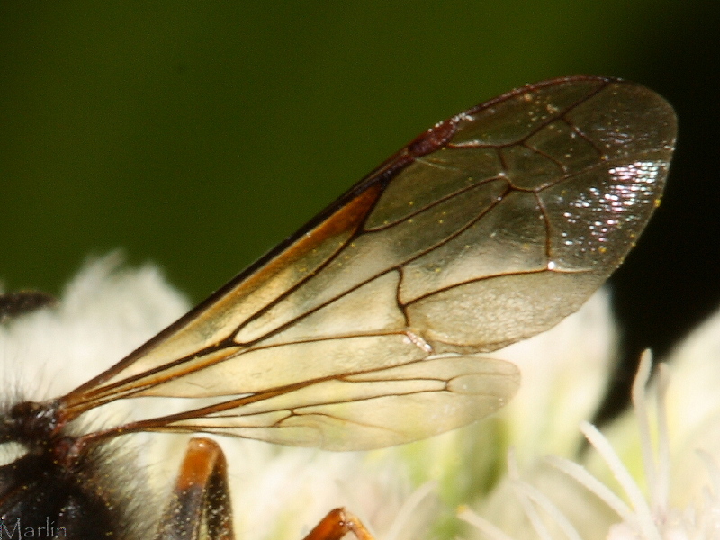 Blackjacket - Vespula consobrina - North American Insects & Spiders