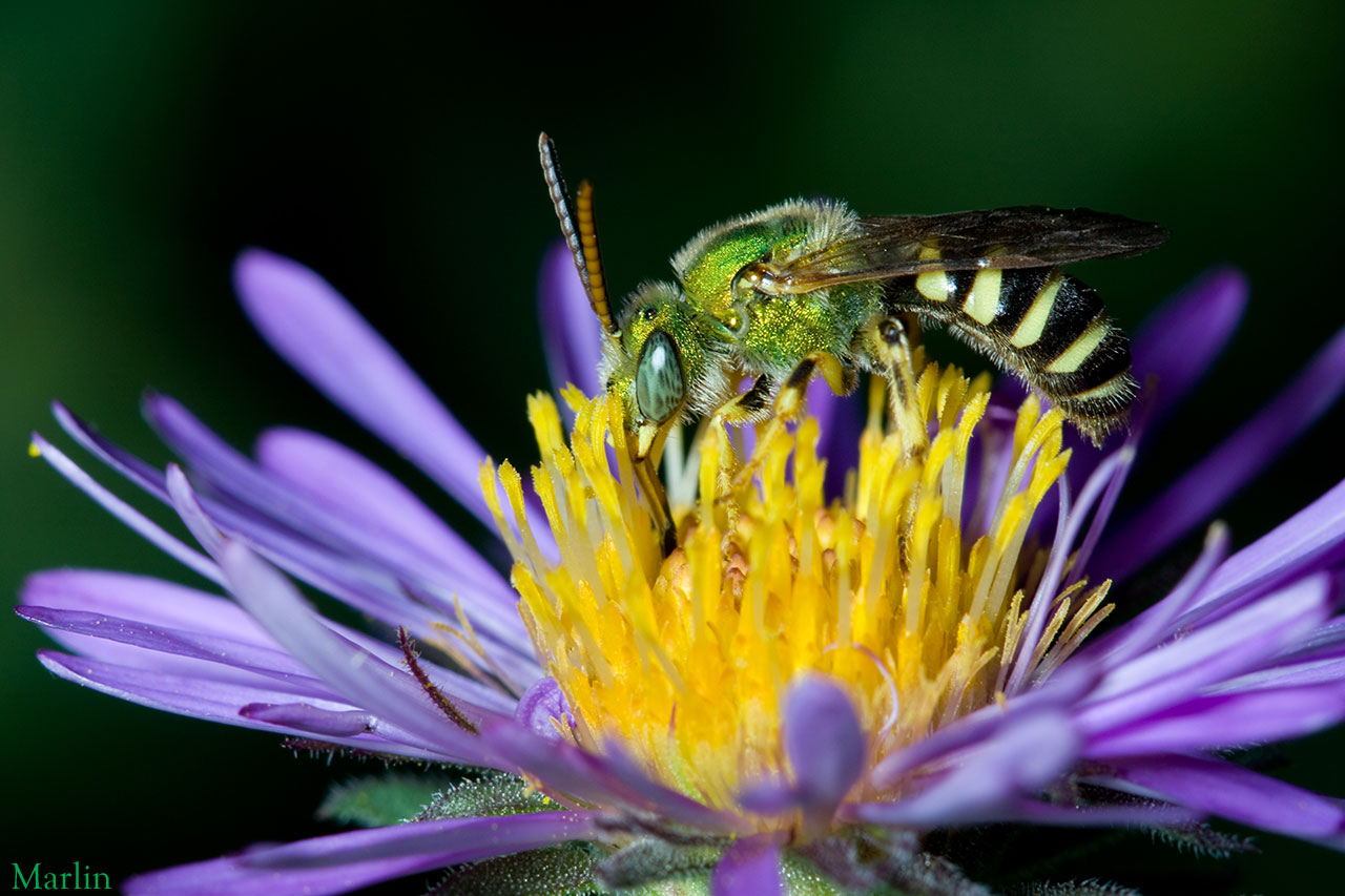 Agapostemon