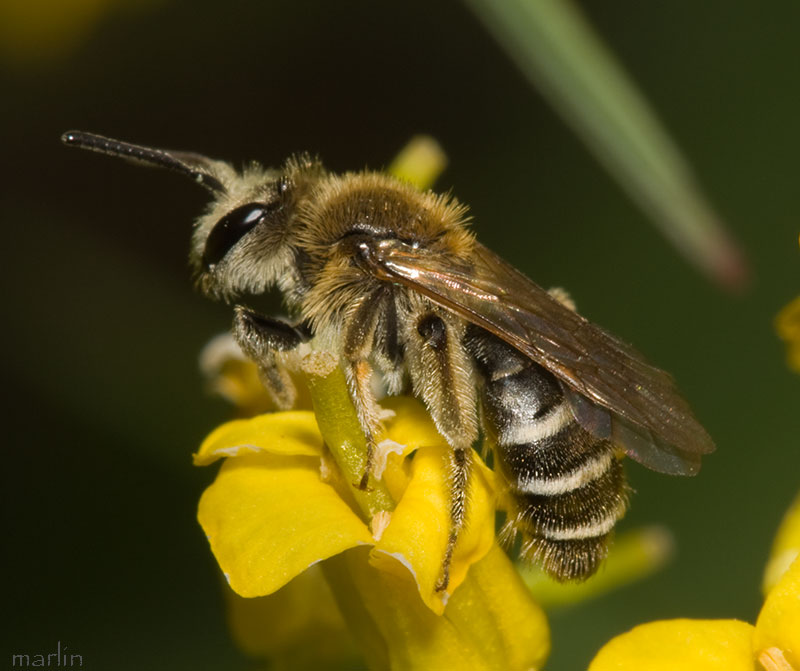 Andrenid Bees - Andrena barbilabris - North American Insects & Spiders