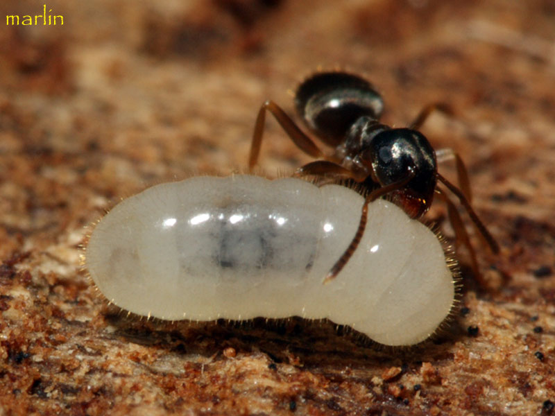 Ants - Lasius alienis - North American Insects & Spiders