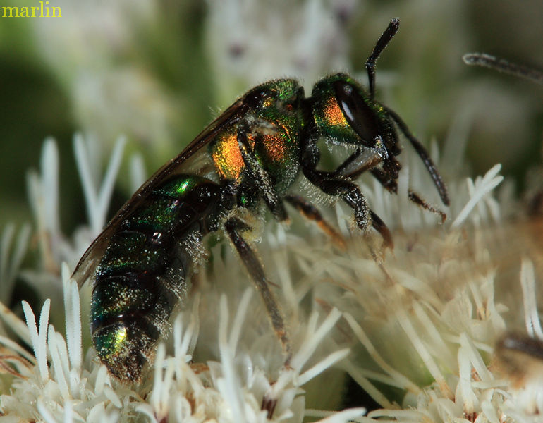 Halictid Bee - Augochlora pura - North American Insects & Spiders