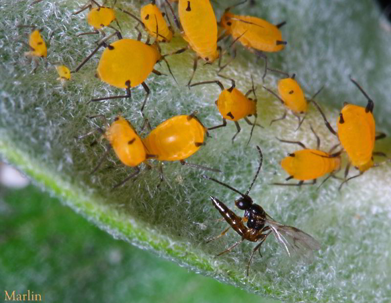 Superfamily Ichneumonoidea - Braconid and Ichneumon Wasps - North ...