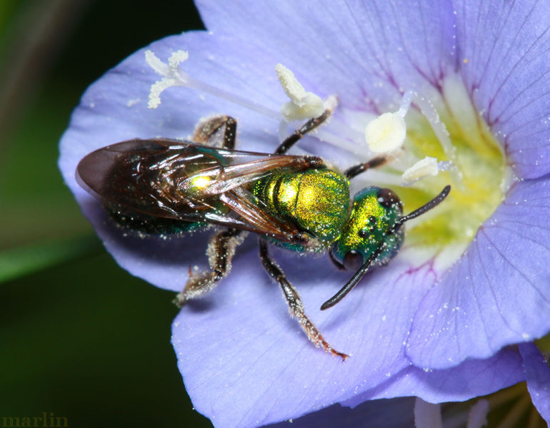 Halictid Bee - Augochloropsis metallica - North American Insects & Spiders