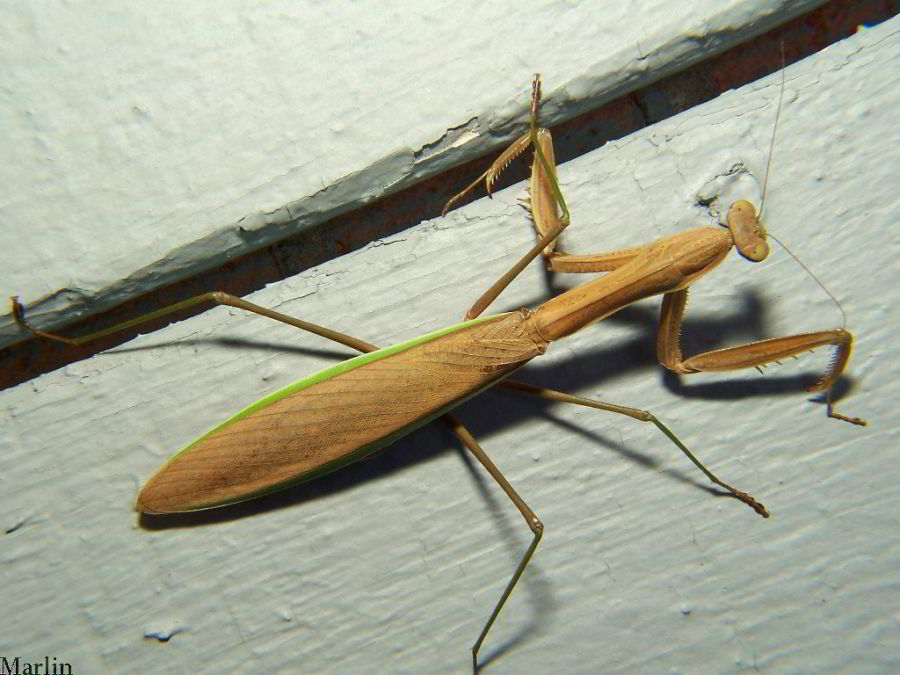 Praying Mantis - Tenodera aridifolia sinensis - North American Insects ...