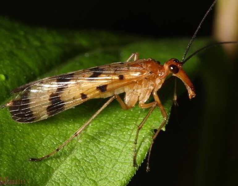 Order Mecoptera - Scorpionflies - North American Insects & Spiders