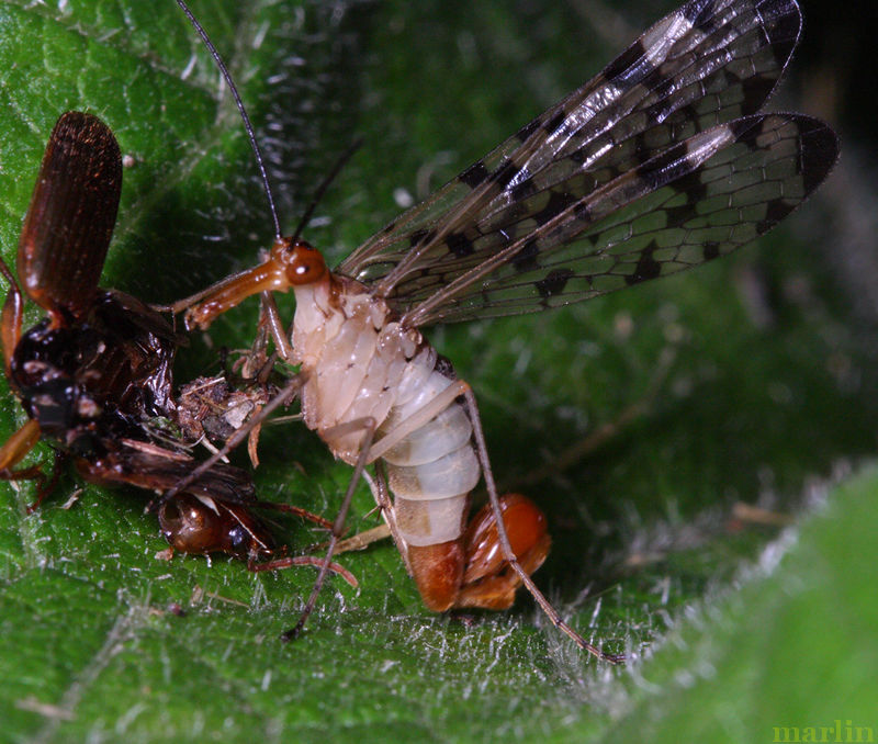 Order Mecoptera - Scorpionflies - North American Insects & Spiders