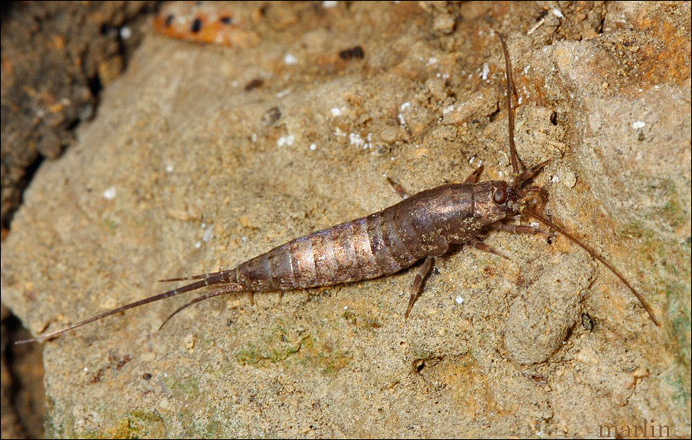 Rock Bristletail - Family Meinertellidae - North American Insects & Spiders