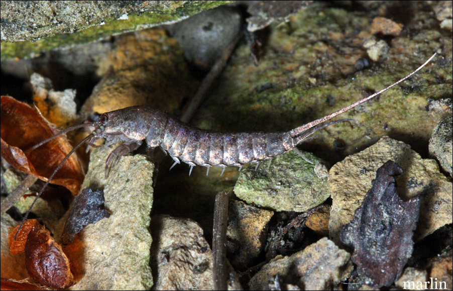 DNA of wingless insects points to evolution – Evolution For Skeptics