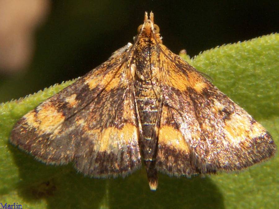 Orange-spotted Pyrausta Moth - Pyrausta orphisalis - North American ...