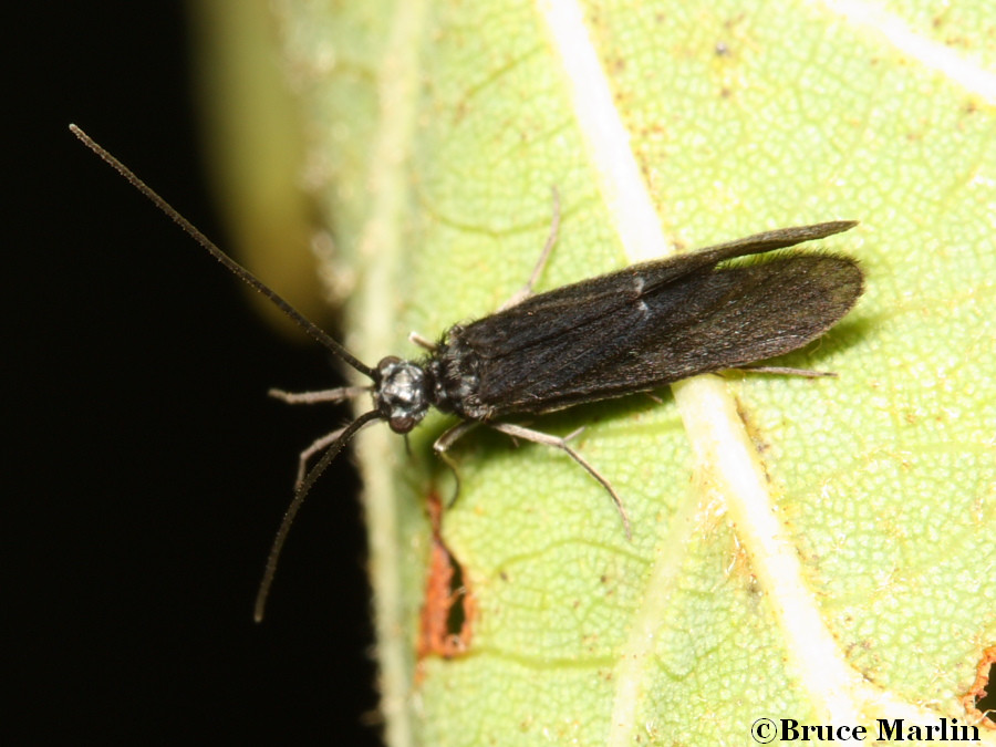 Caddisfly and Larva - Order Trichoptera - North American Insects & Spiders