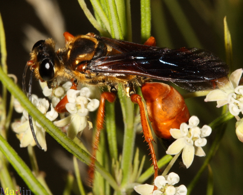 Great Golden Digger Wasp - Sphex ichneumoneus - North American Insects ...
