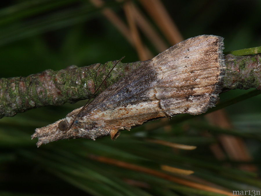 Green Cloverworm Moth - Hypena scabra - North American Insects & Spiders
