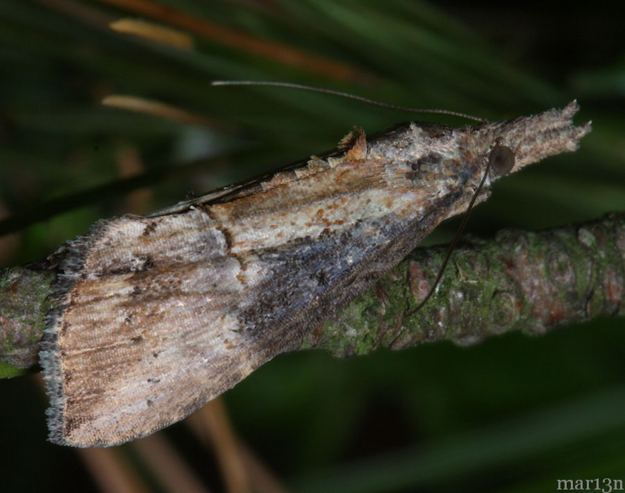 Green Cloverworm Moth - Hypena scabra - North American Insects & Spiders