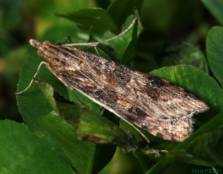 Lucerne Moth - Nomophila nearctica - North American Insects & Spiders