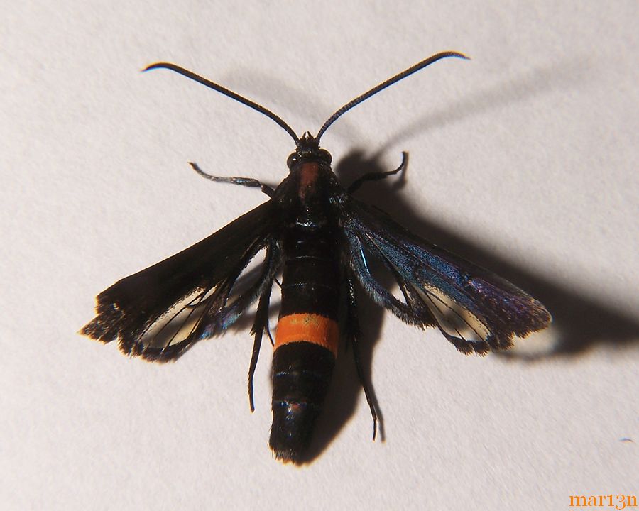 Synanthedon exitiosa (Peachtree borer)
