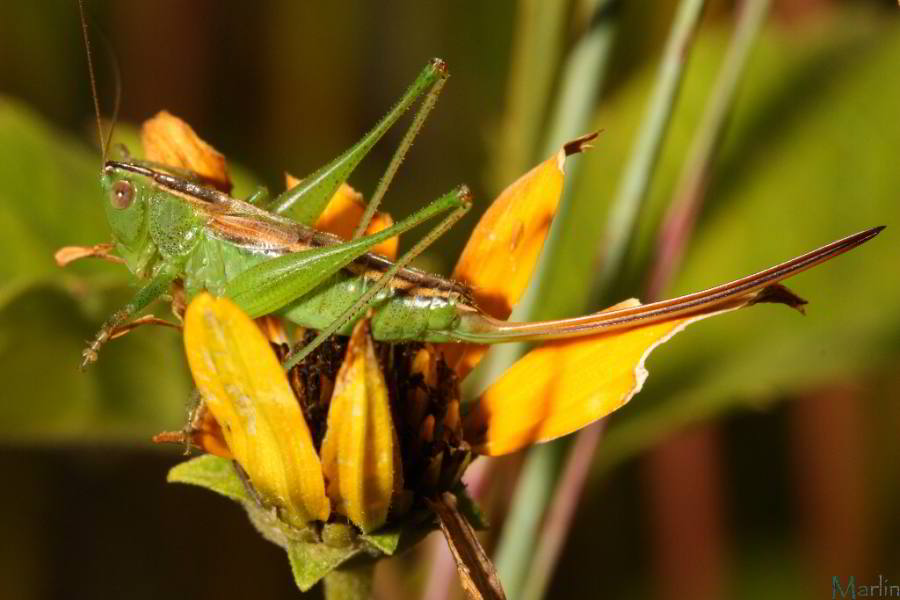 Straight-lanced Meadow Katydid - Conocephalus strictus - North American ...
